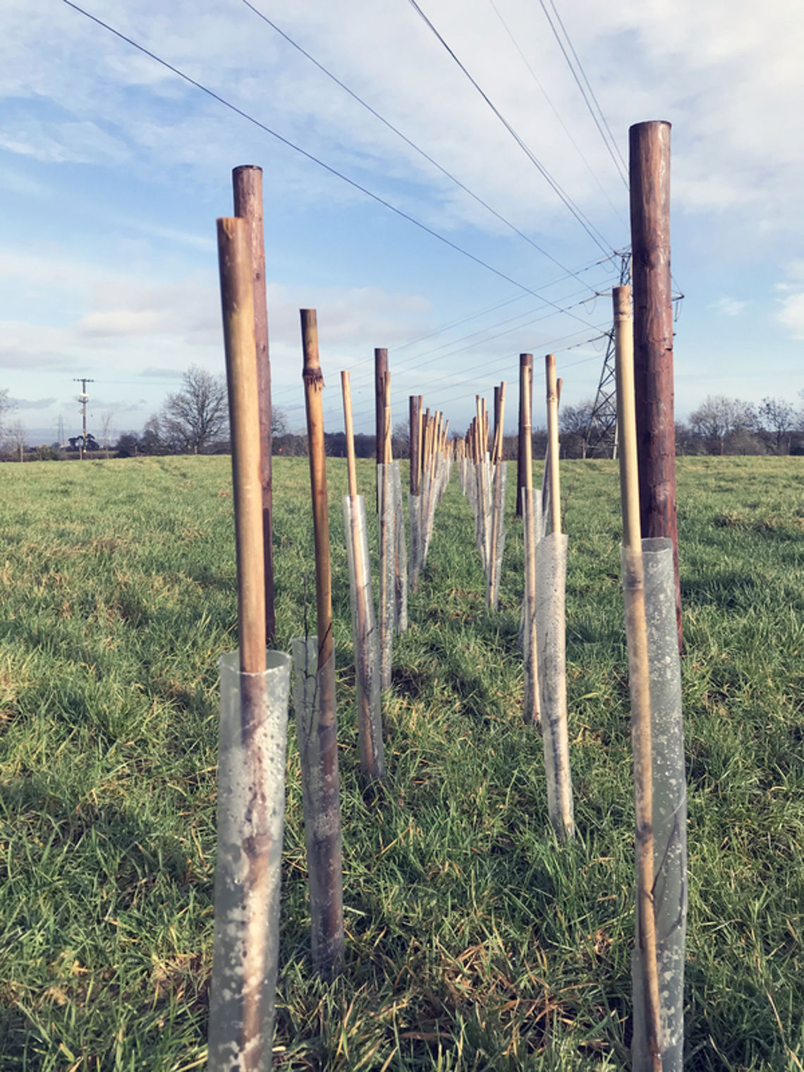 Zoo Plants over 5,500 Trees During Lockdown