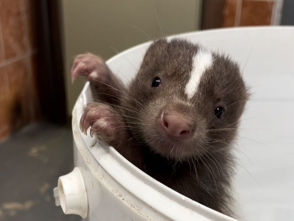 Welcome Our New Arrivals: Baby Chocolate Skunk Brothers Drax and Quill 令