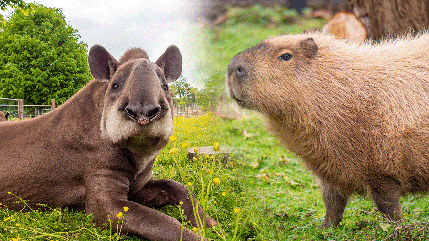 Animal Encounters UK | Noah's Arm Farm Zoo