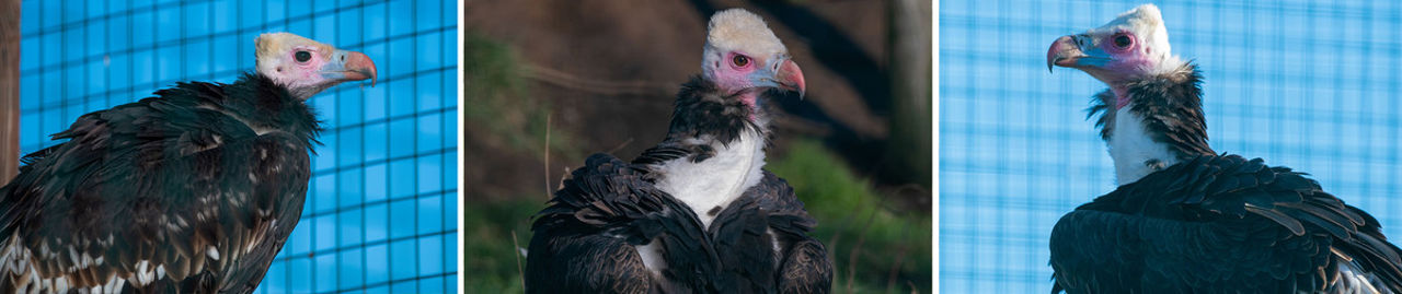 International Vulture Awareness Day