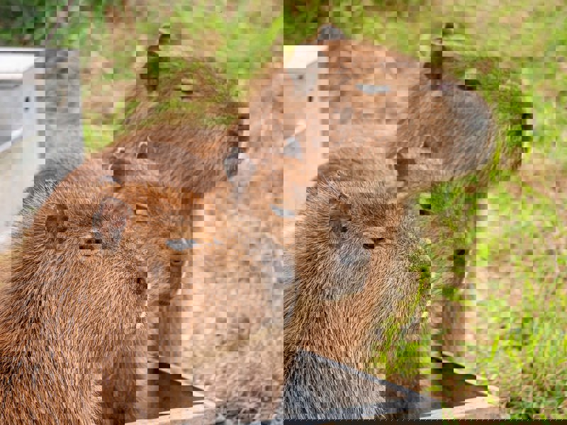 Noah’s Ark Zoo Farm has welcomed a trio of capybaras