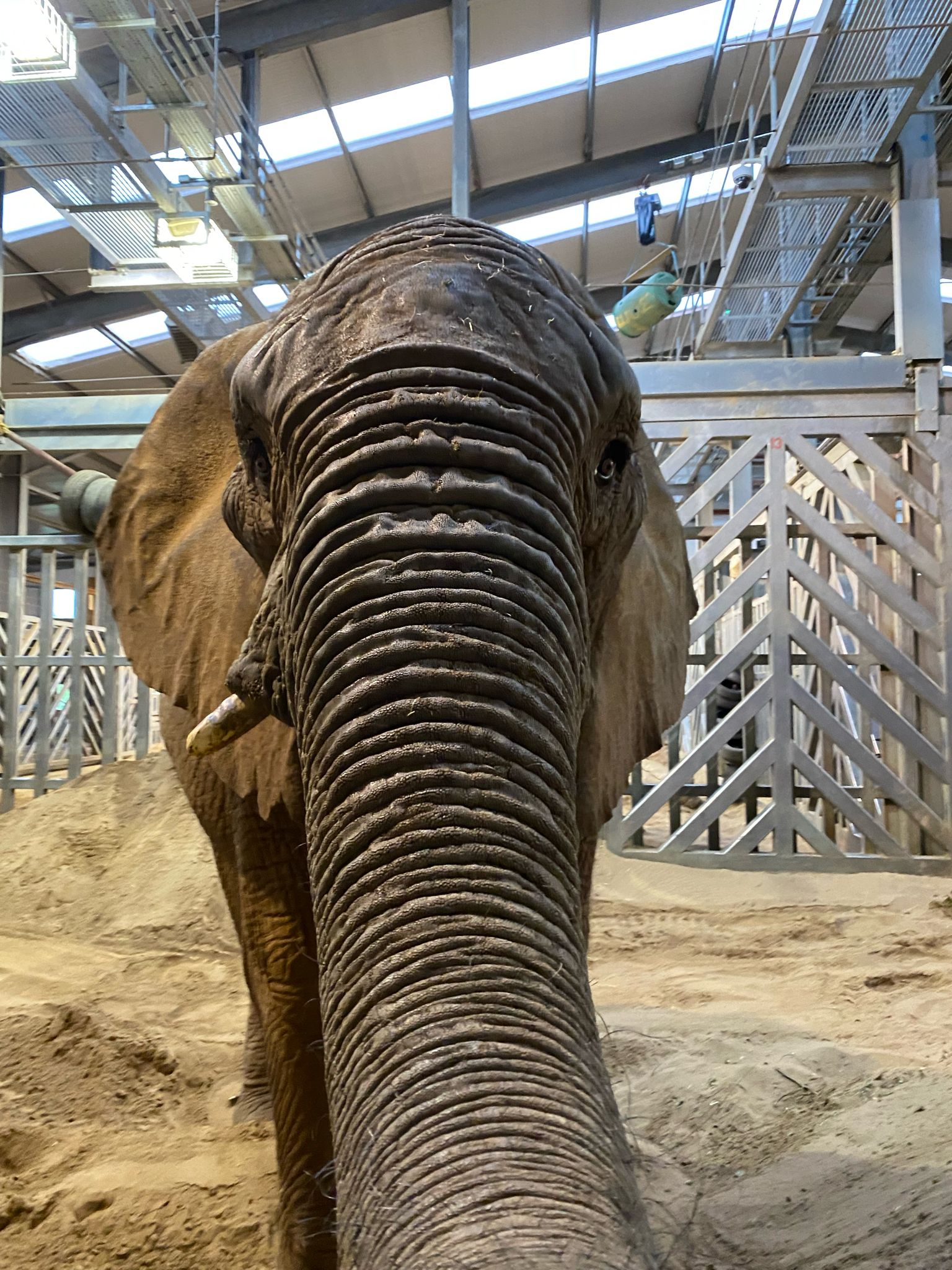 Keeper Camera Roll: Elephant Keeper