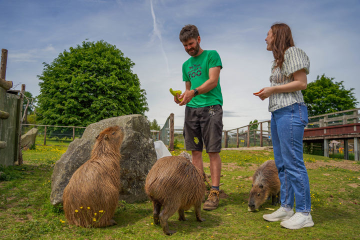 Capybara Mini Experience