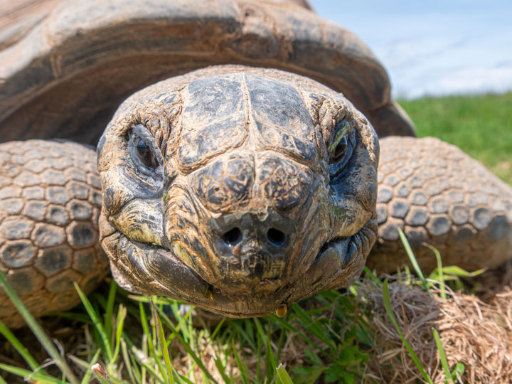 Giant Tortoise Encounter