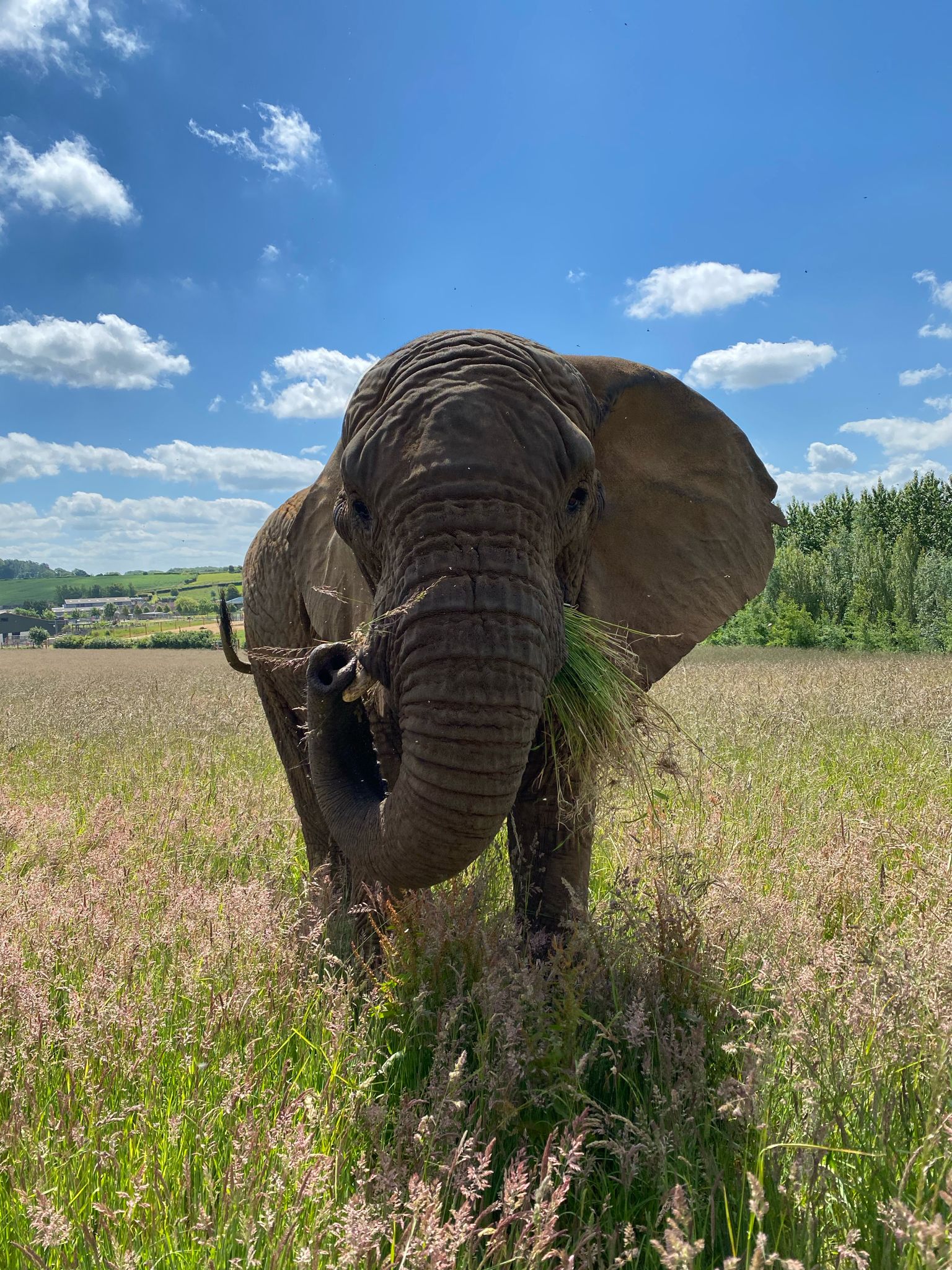 Keeper Camera Roll: Elephant Keeper