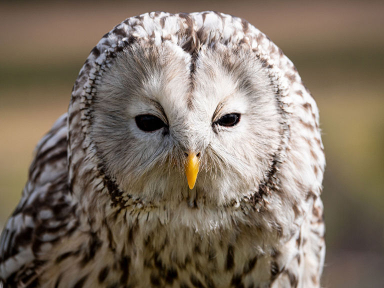 International Owl Awareness Day 2025