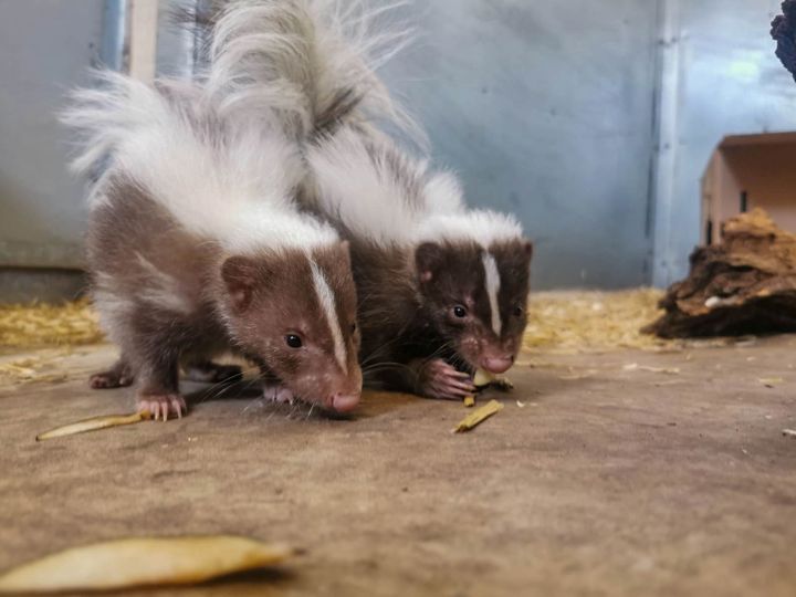 Welcome Our New Arrivals: Baby Chocolate Skunk Brothers Drax and Quill 令