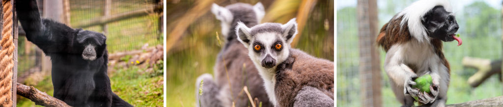 International Primate Day 2022