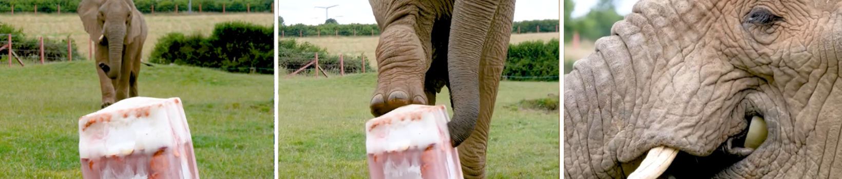 Happy 19th Birthday to Janu the African Elephant