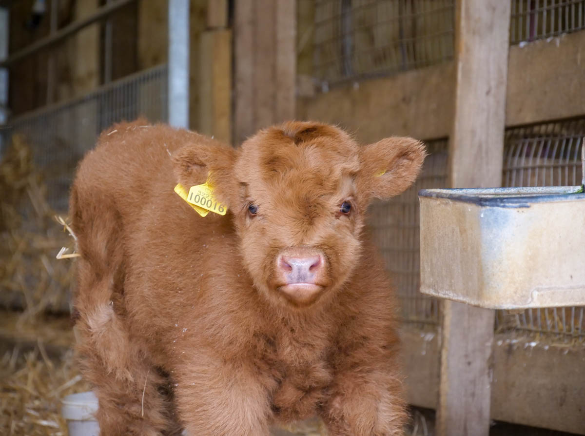 Highland Calf Arrival!