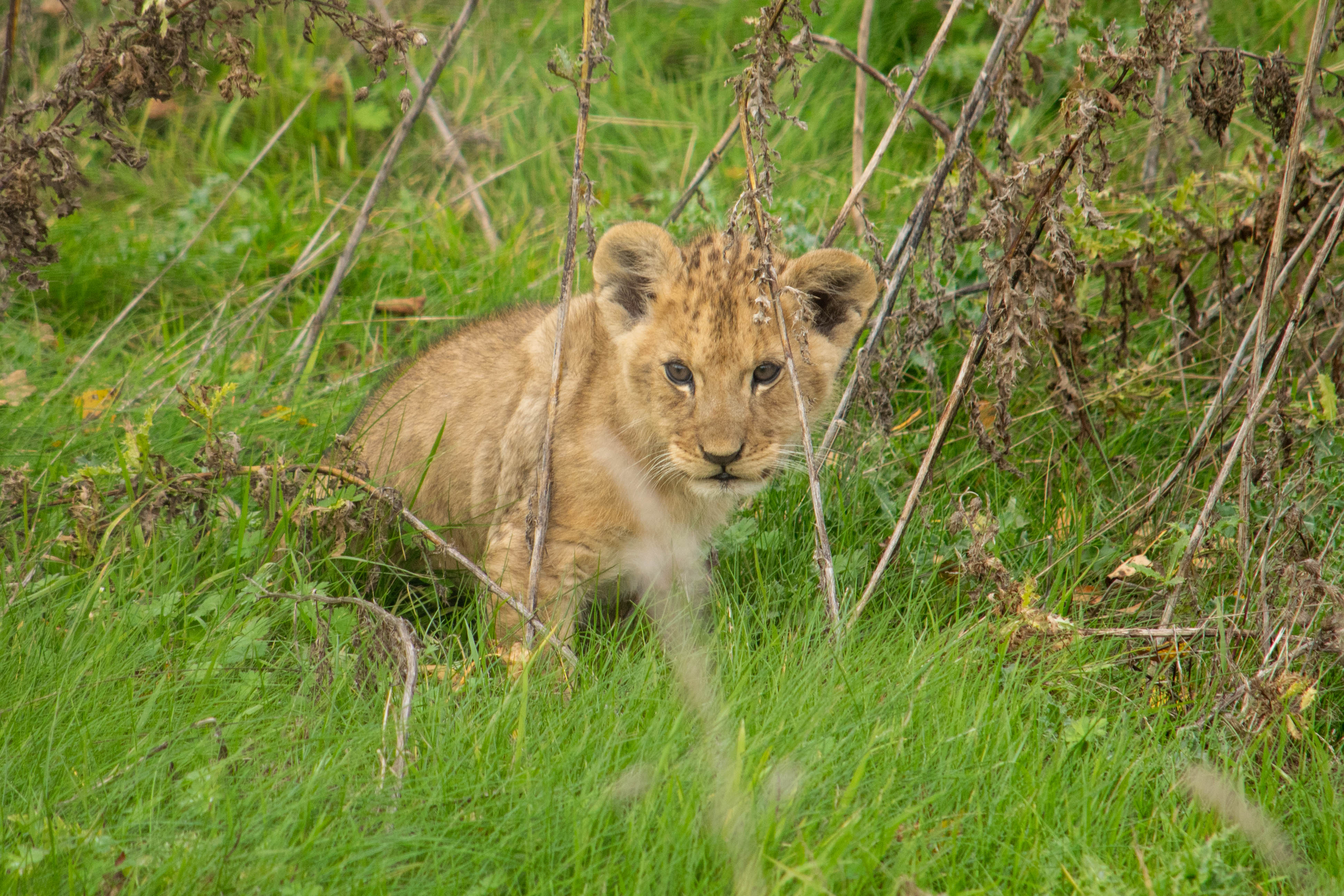 Noah's Ark Zoo Farm Celebrates World Lion Day
