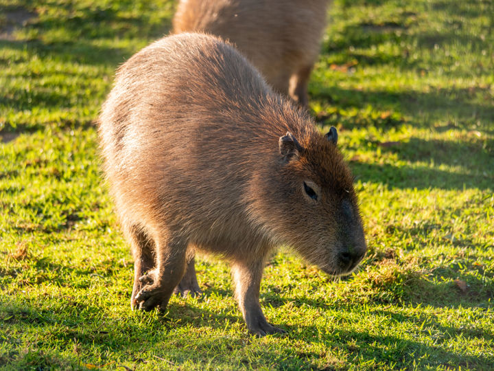 Capybara Encounter