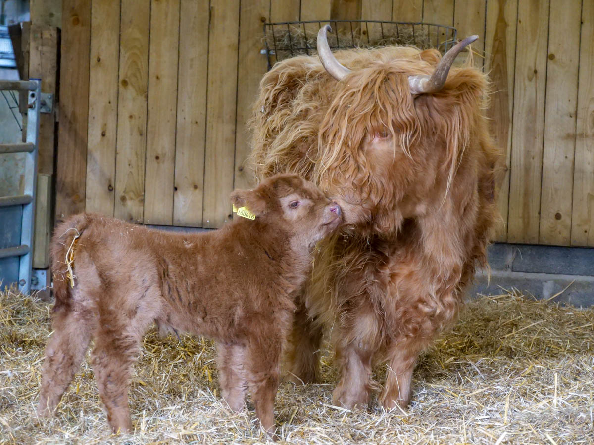 Highland Calf Arrival!
