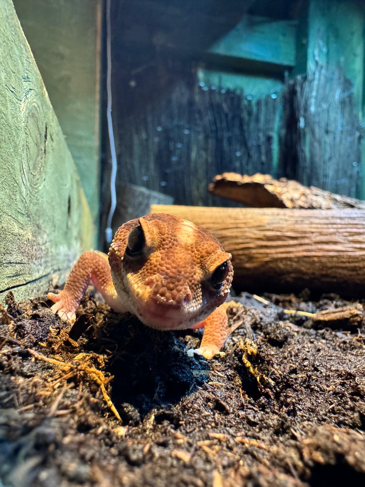 Keeper Camera Roll: Birds & Reptiles