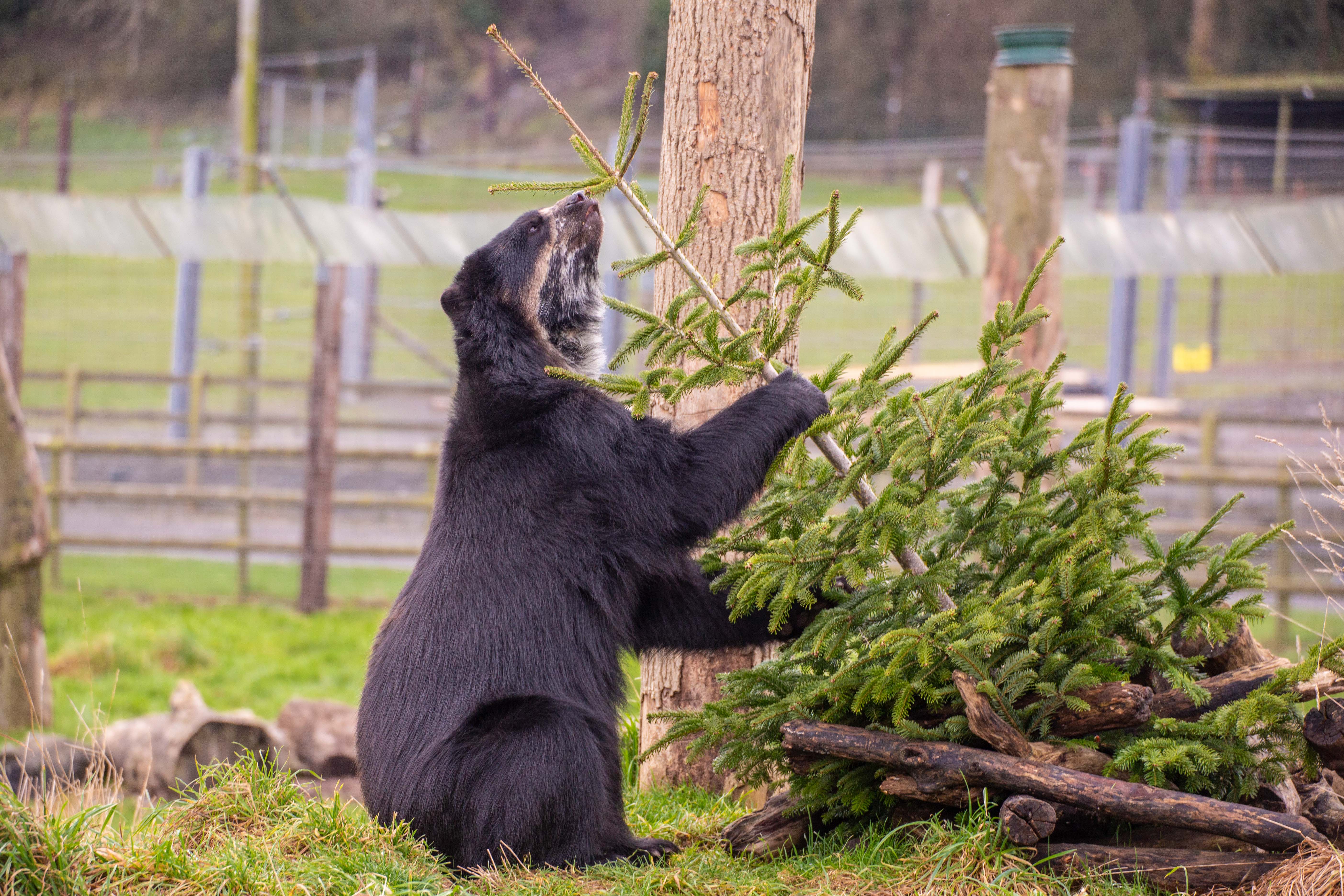 Animals enjoy Christmas Trees at the Zoo
