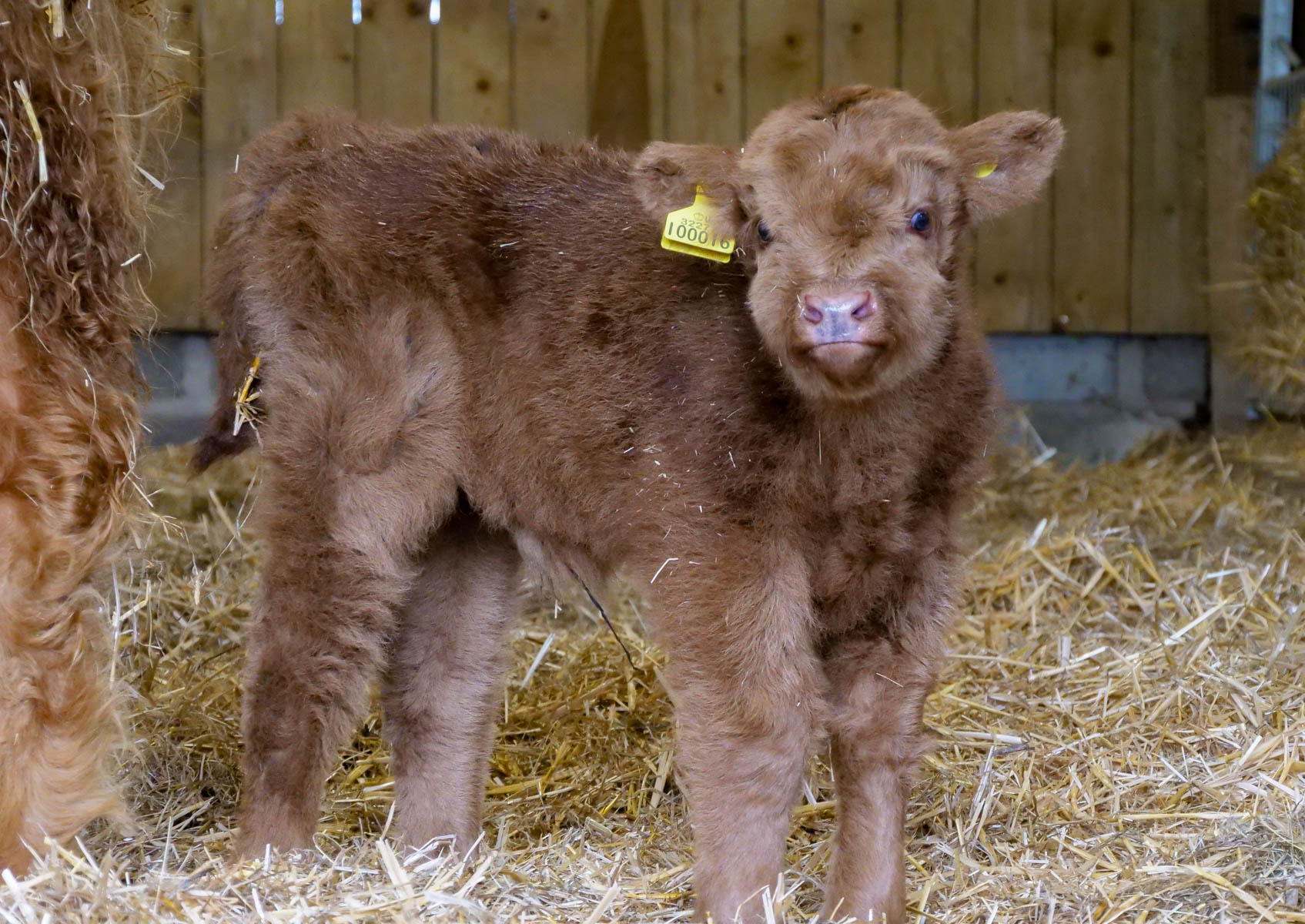 Highland Calf Arrival!