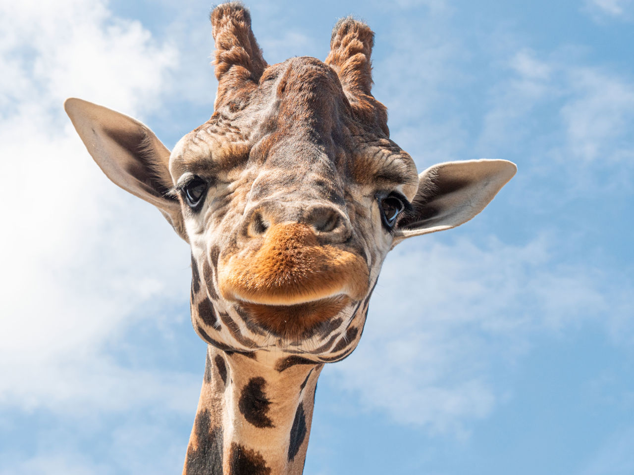 Celebrating World Giraffe Day at Noah’s Ark Zoo Farm Longest Day of the ...