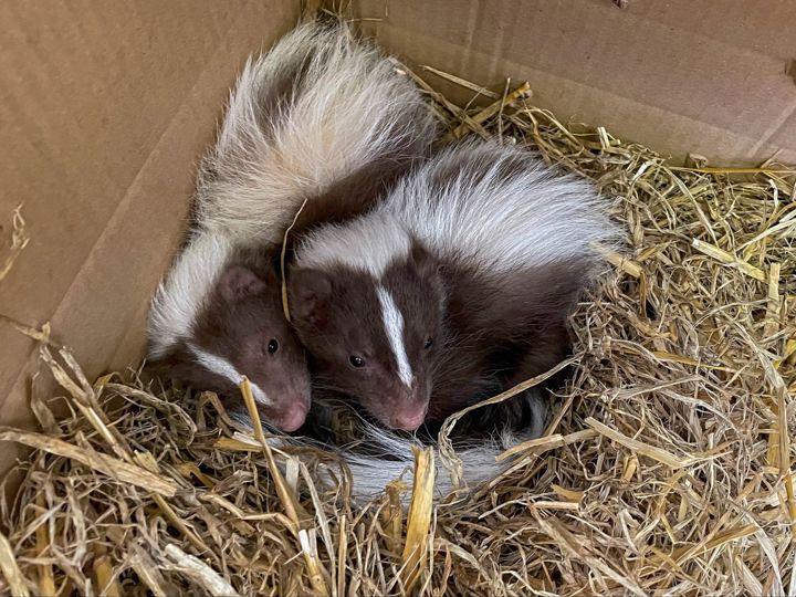 Welcome Our New Arrivals: Baby Chocolate Skunk Brothers Drax and Quill 令