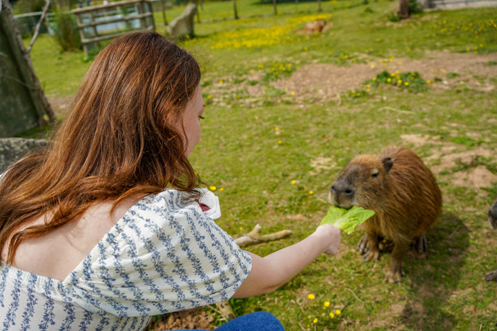 Capybara Encounter